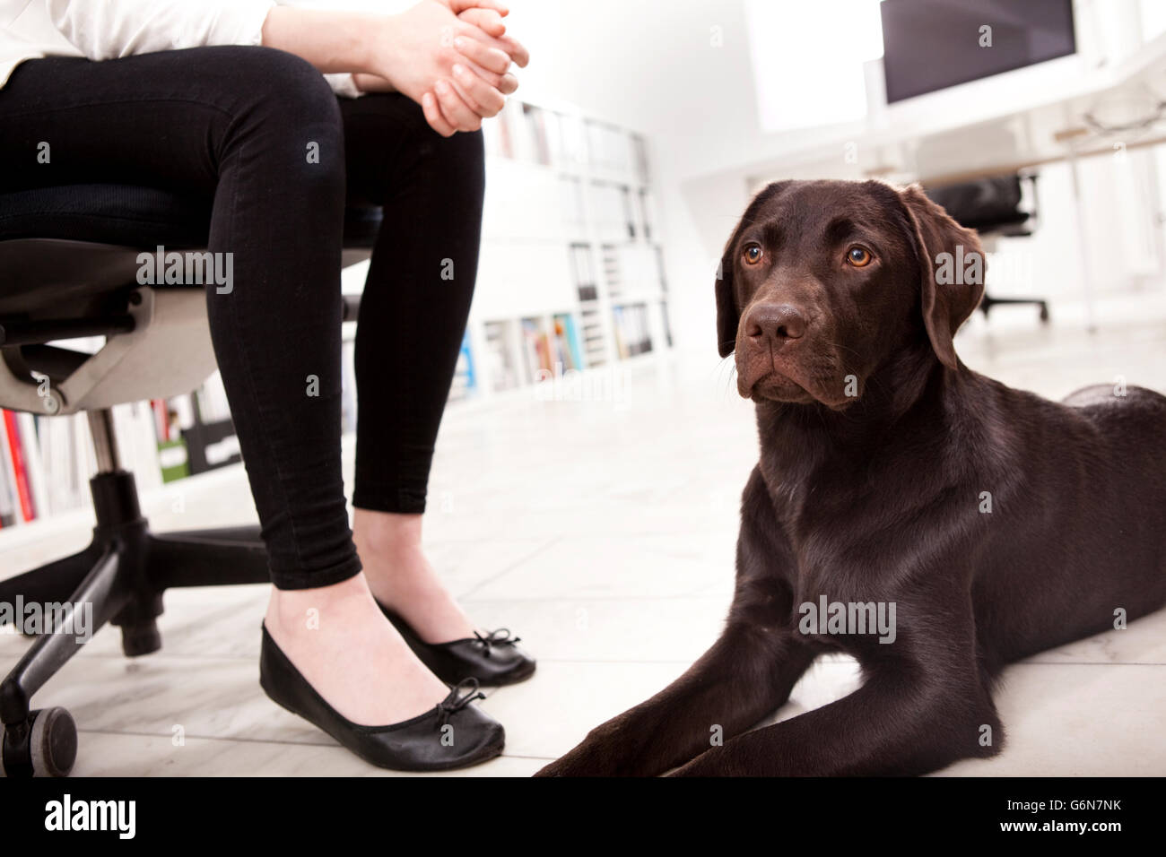 Labrador Retriever lying on the floor in the office besides owner Stock ...
