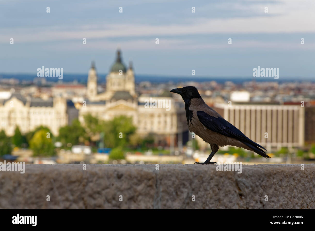 Hungary, Carrion crow, Corvus corone in front of St. Stephen's Basilica ...