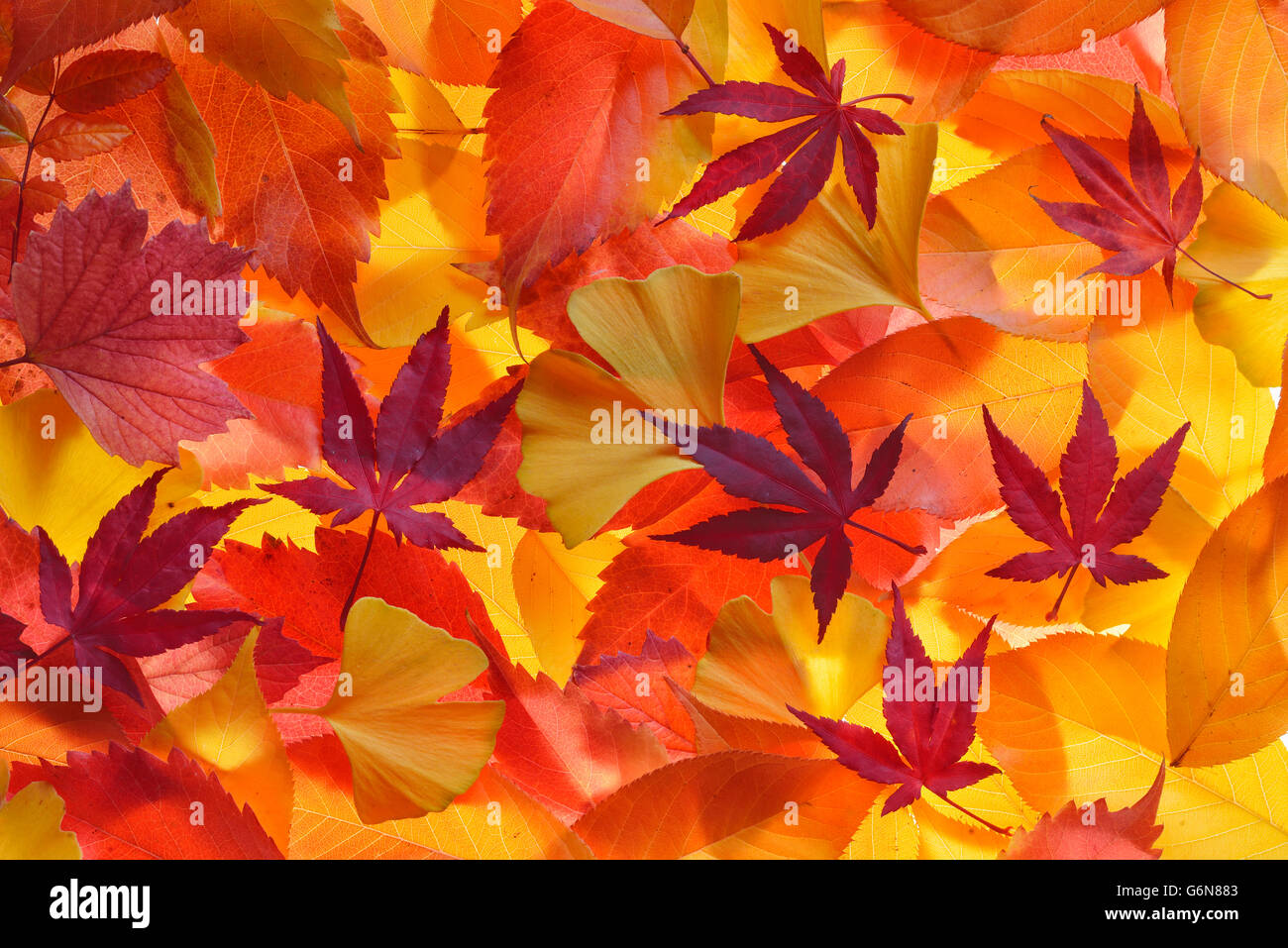 Autumn leaves of different trees Stock Photo - Alamy