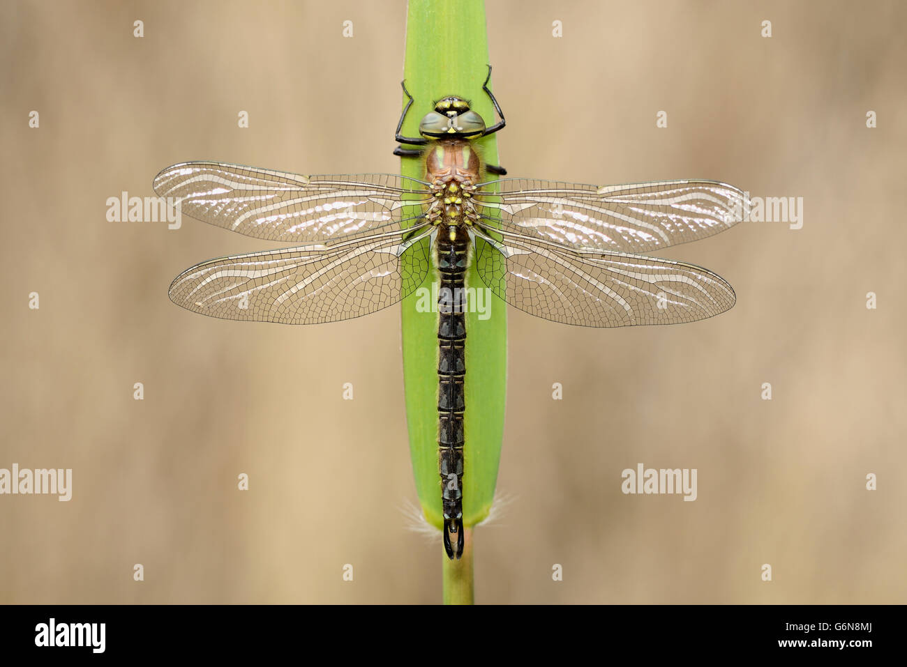 Dragonfly holding leaf hi-res stock photography and images - Alamy