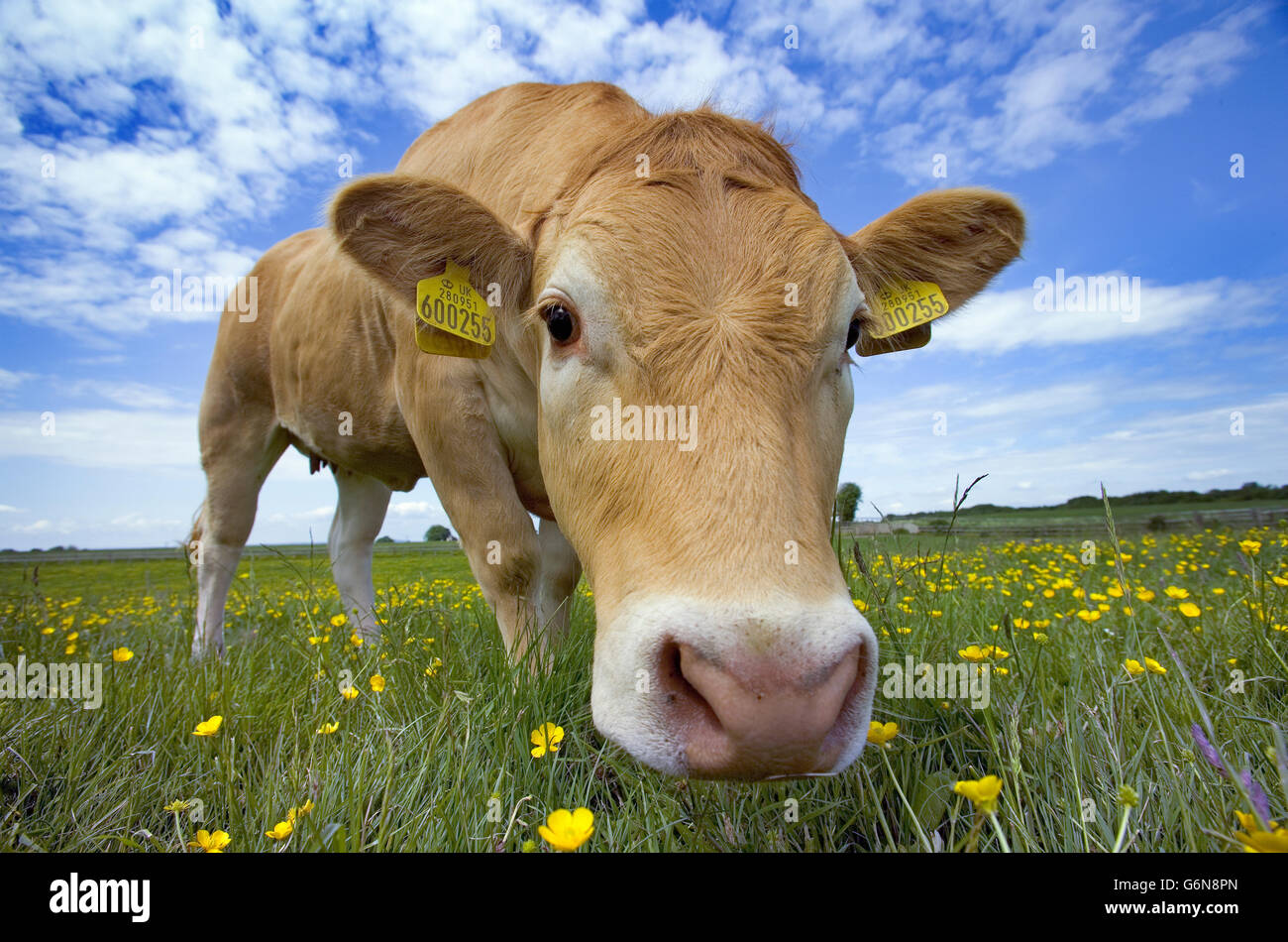 Beef Calf in Buttercup Meadow Tring Hertfordshire Stock Photo - Alamy