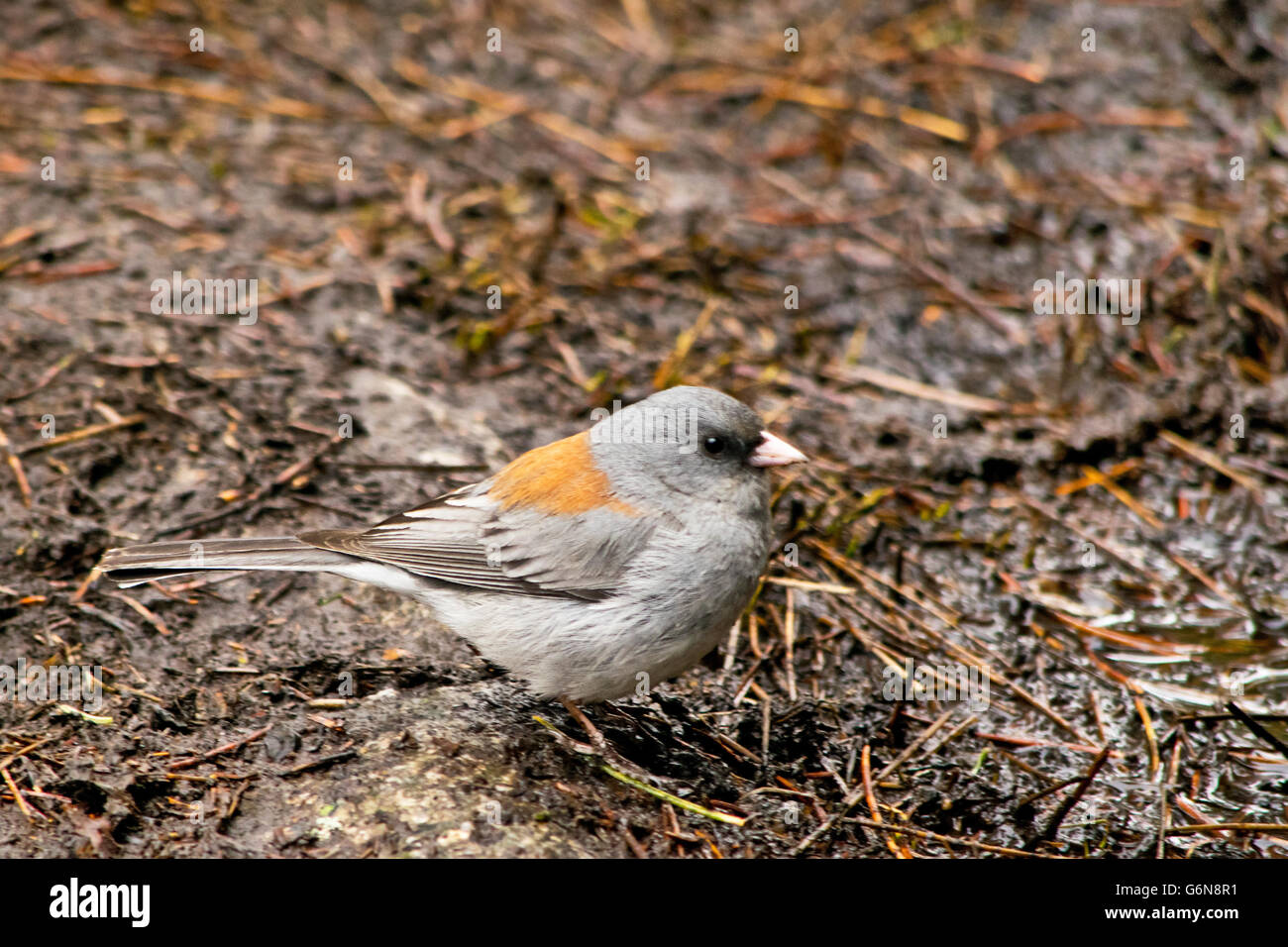 Dark-eyed Junco in Rocky Mountains in Colorado Stock Photo - Alamy
