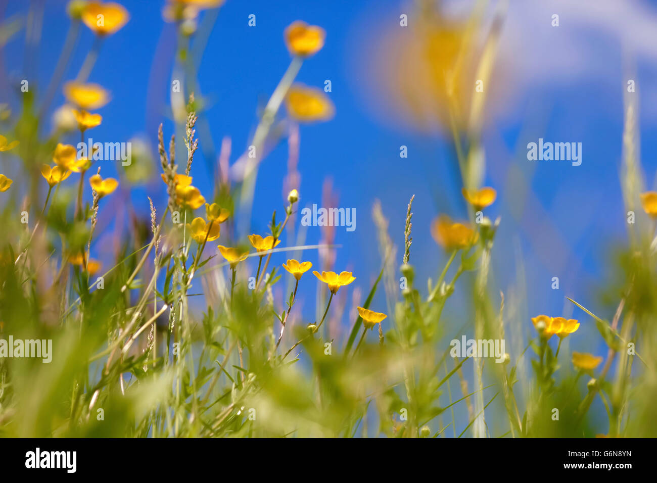 Yellow buttercups, Ranunculus acris Stock Photo - Alamy