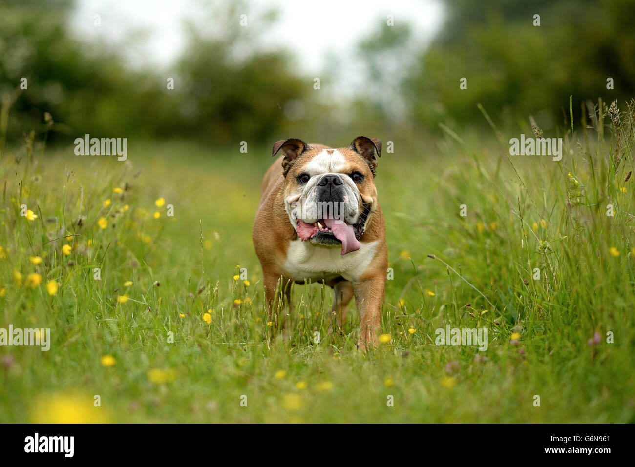English bulldog on a meadow Stock Photo - Alamy