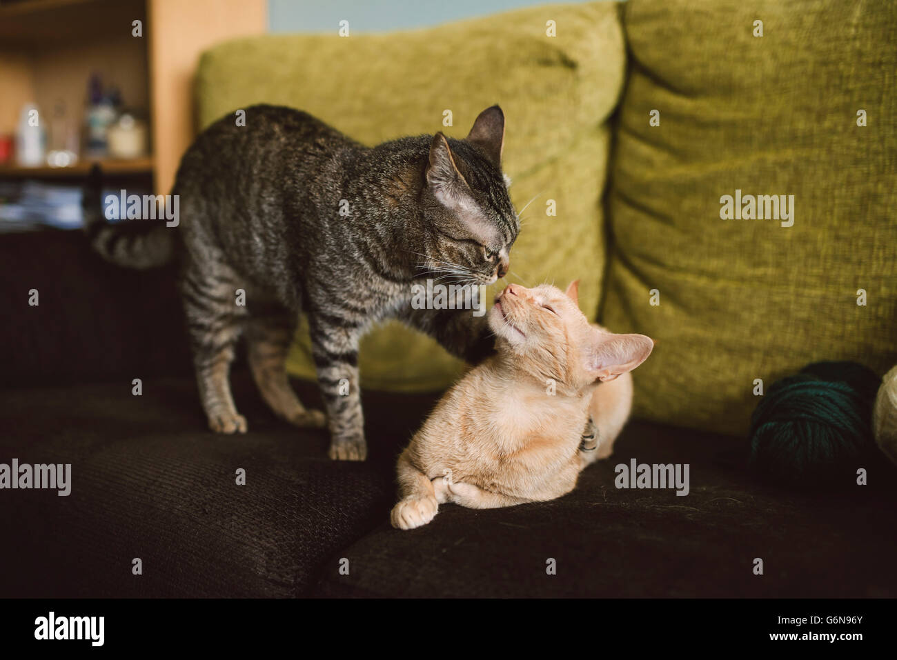 Two cats on the couch at home Stock Photo - Alamy