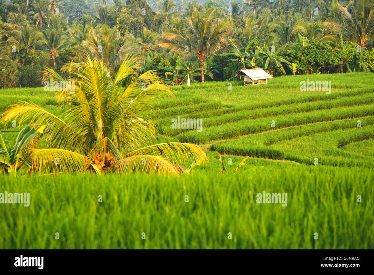 Indonesia, Bali, rice fields Stock Photo - Alamy