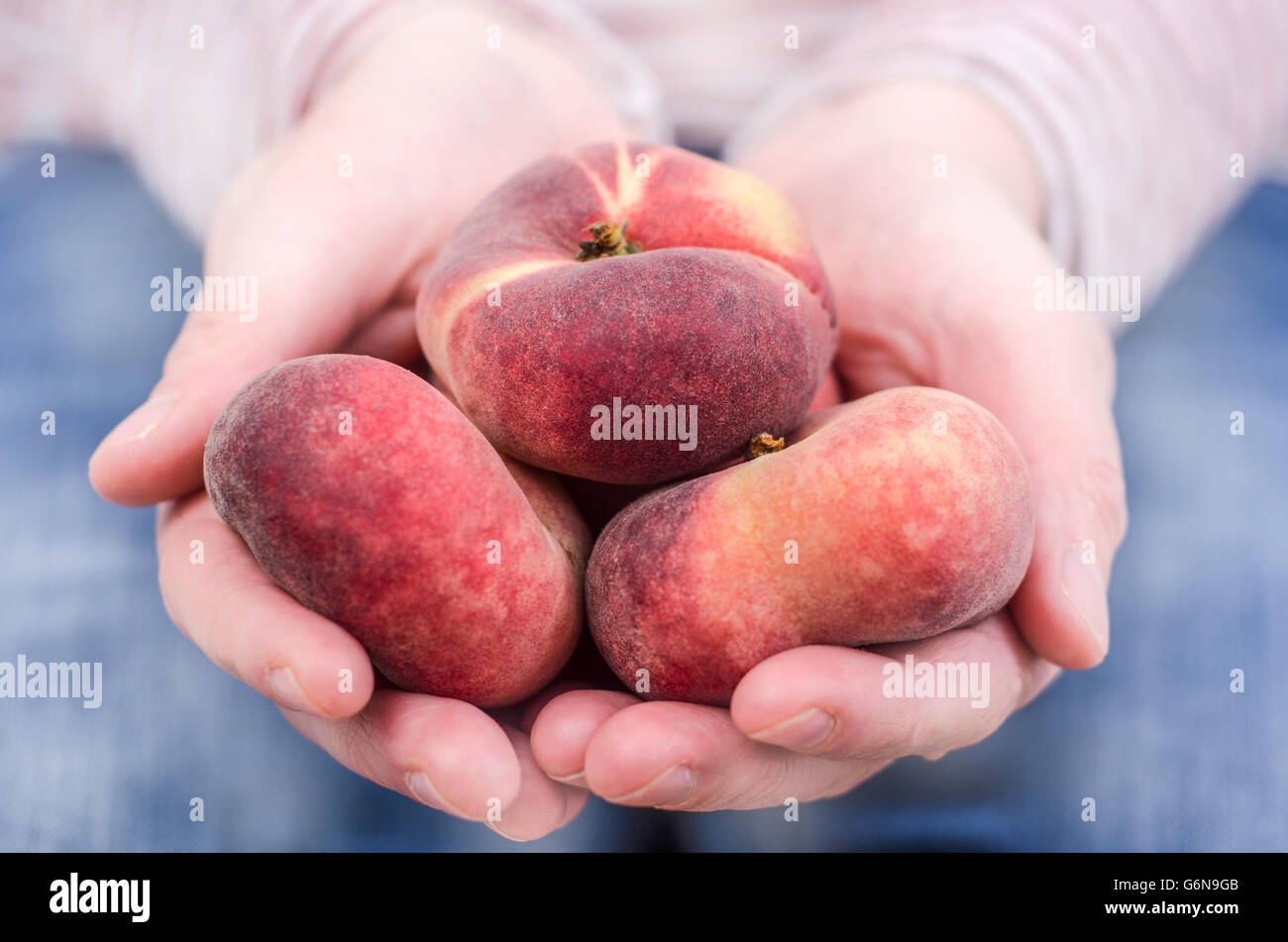 Woman's hands holding flat peaches Stock Photo - Alamy