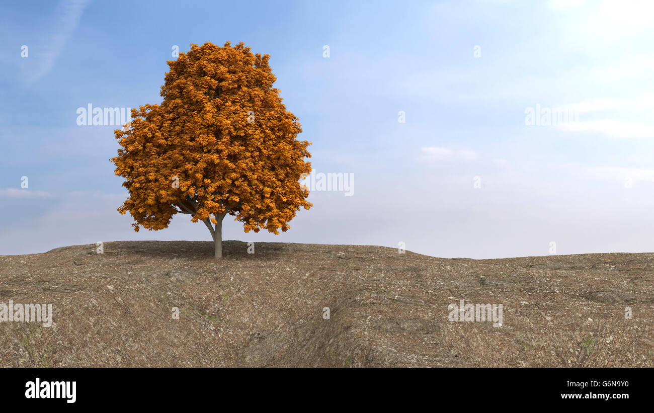 Sugar maple on high plateau hi-res stock photography and images - Alamy