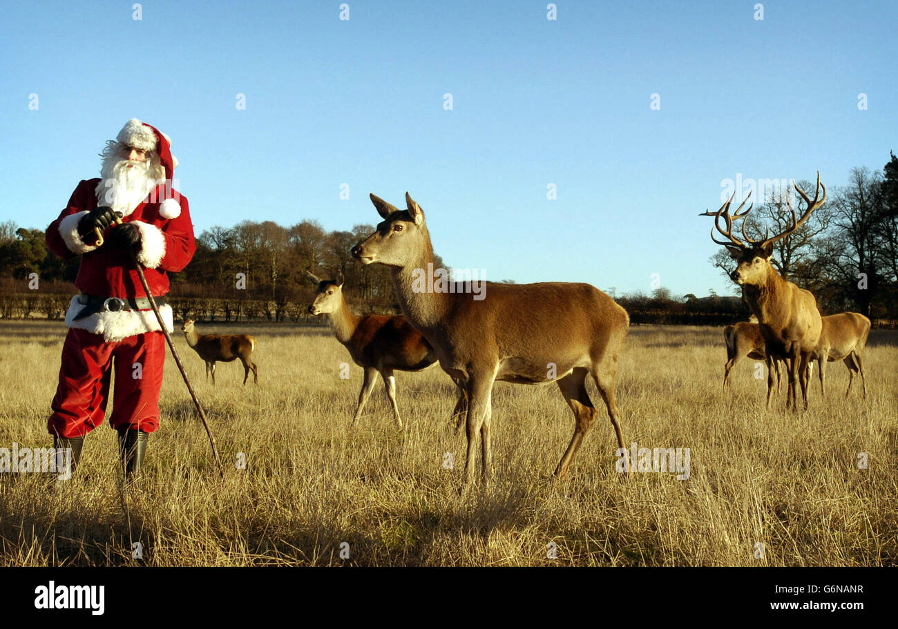 Santa and his young deers undergo final preparations at the Scottish ...