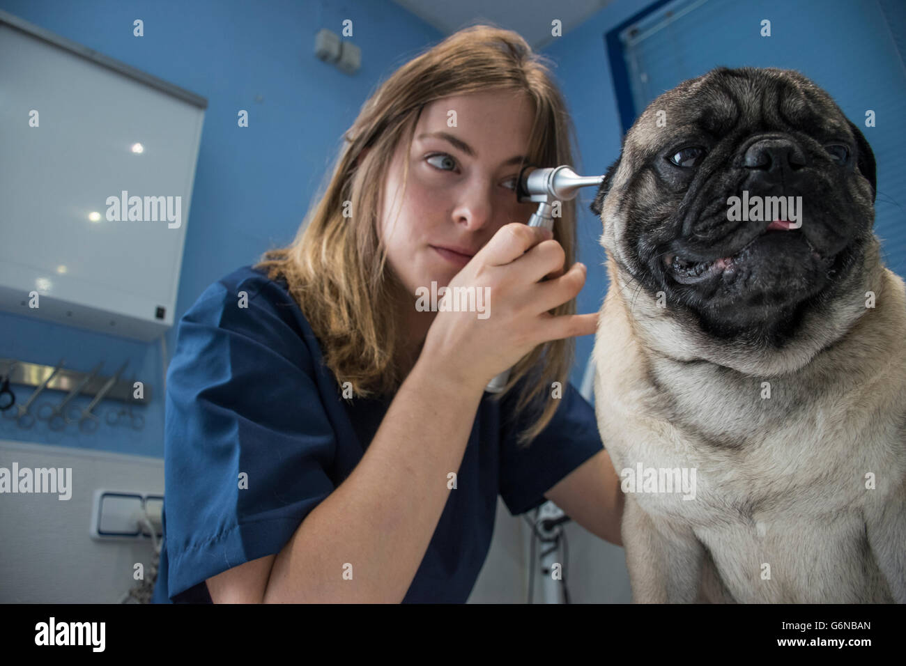 Veterinarian examining ears of a dog with an otoscope in a veterinary ...