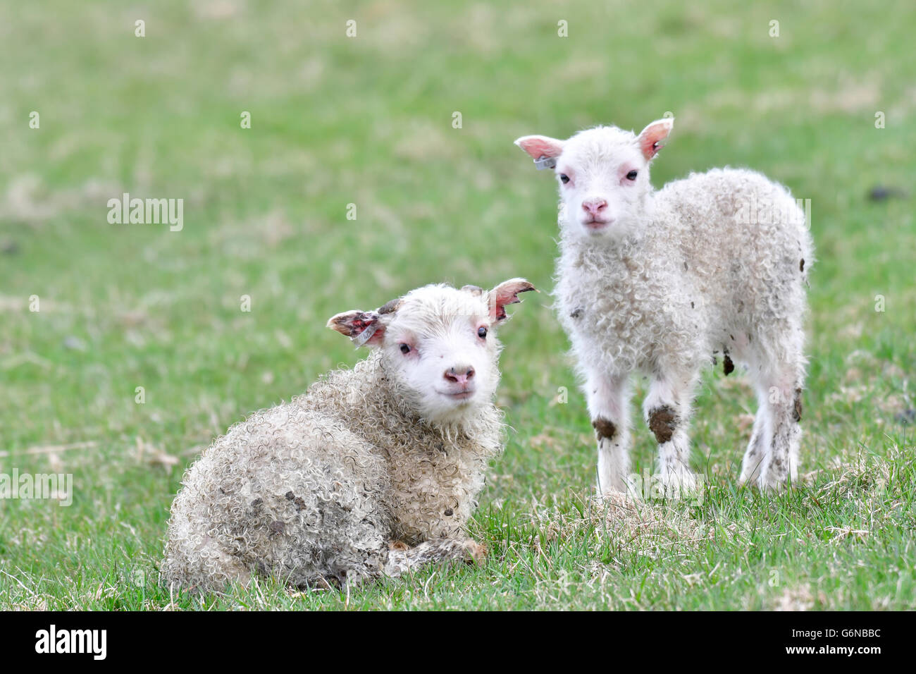 Two lambs on a meadow Stock Photo - Alamy