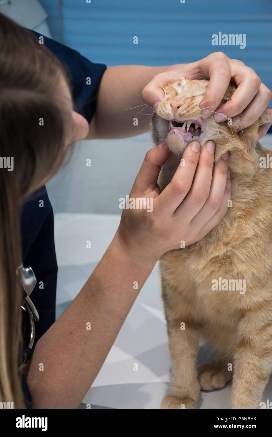 Teeth of a cat hi-res stock photography and images - Alamy