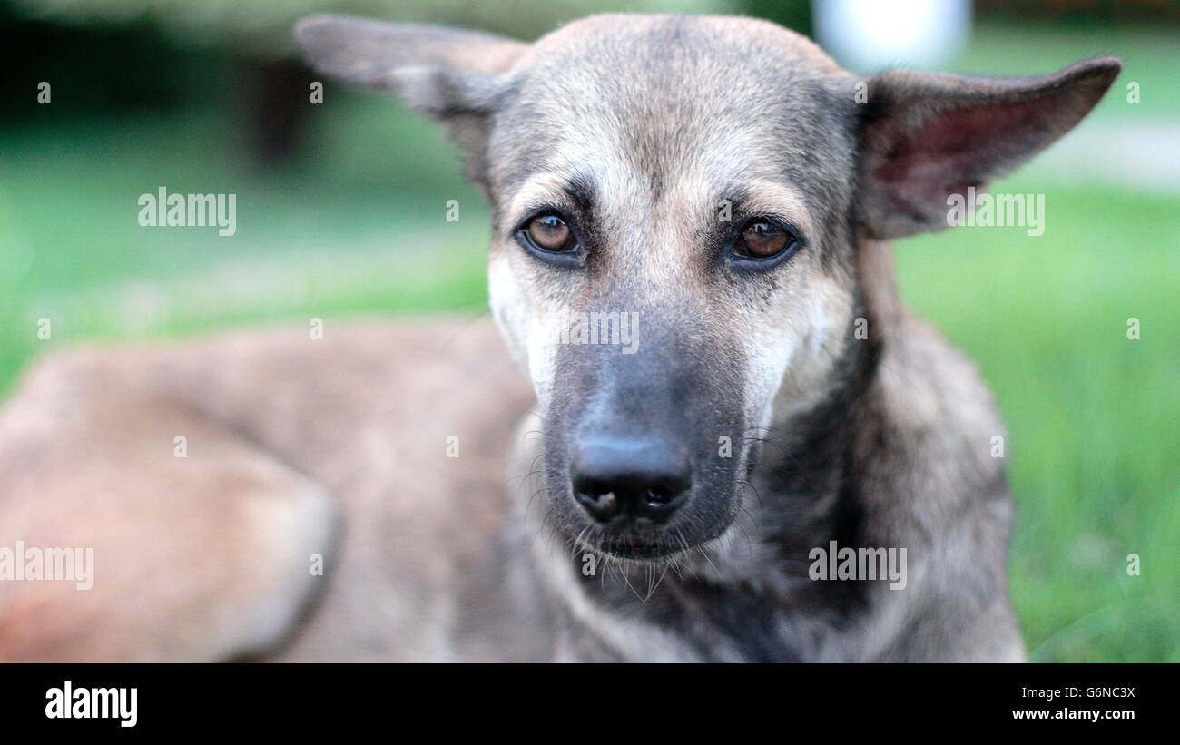 Portrait of homeless dogs in nature Stock Photo - Alamy