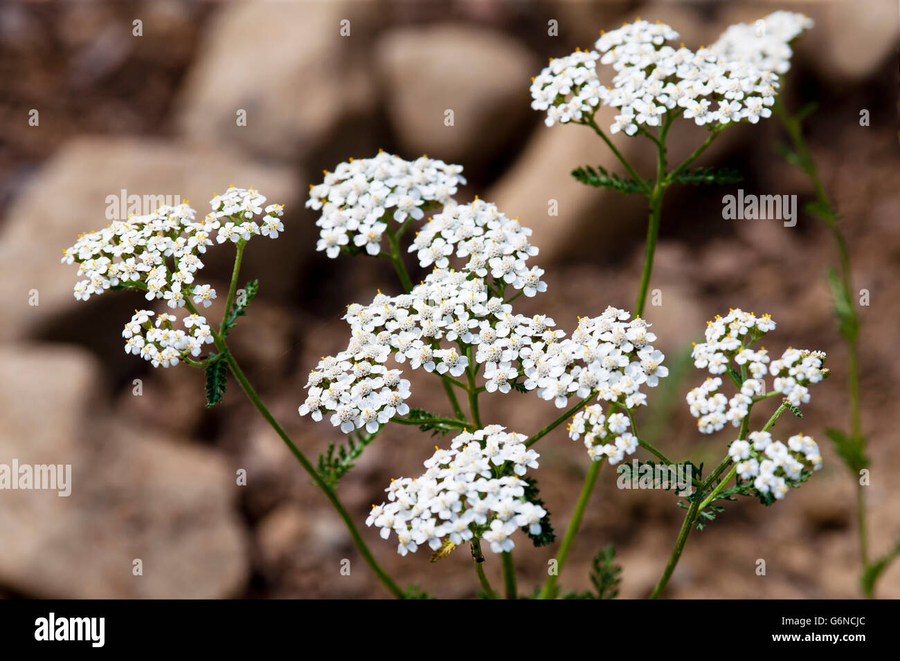 Blossoming Common Yarrow Stock Photo - Alamy