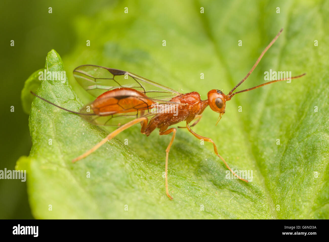 A female Aulacid Wasp (Aulacus burquei) perches on a leaf Stock Photo ...