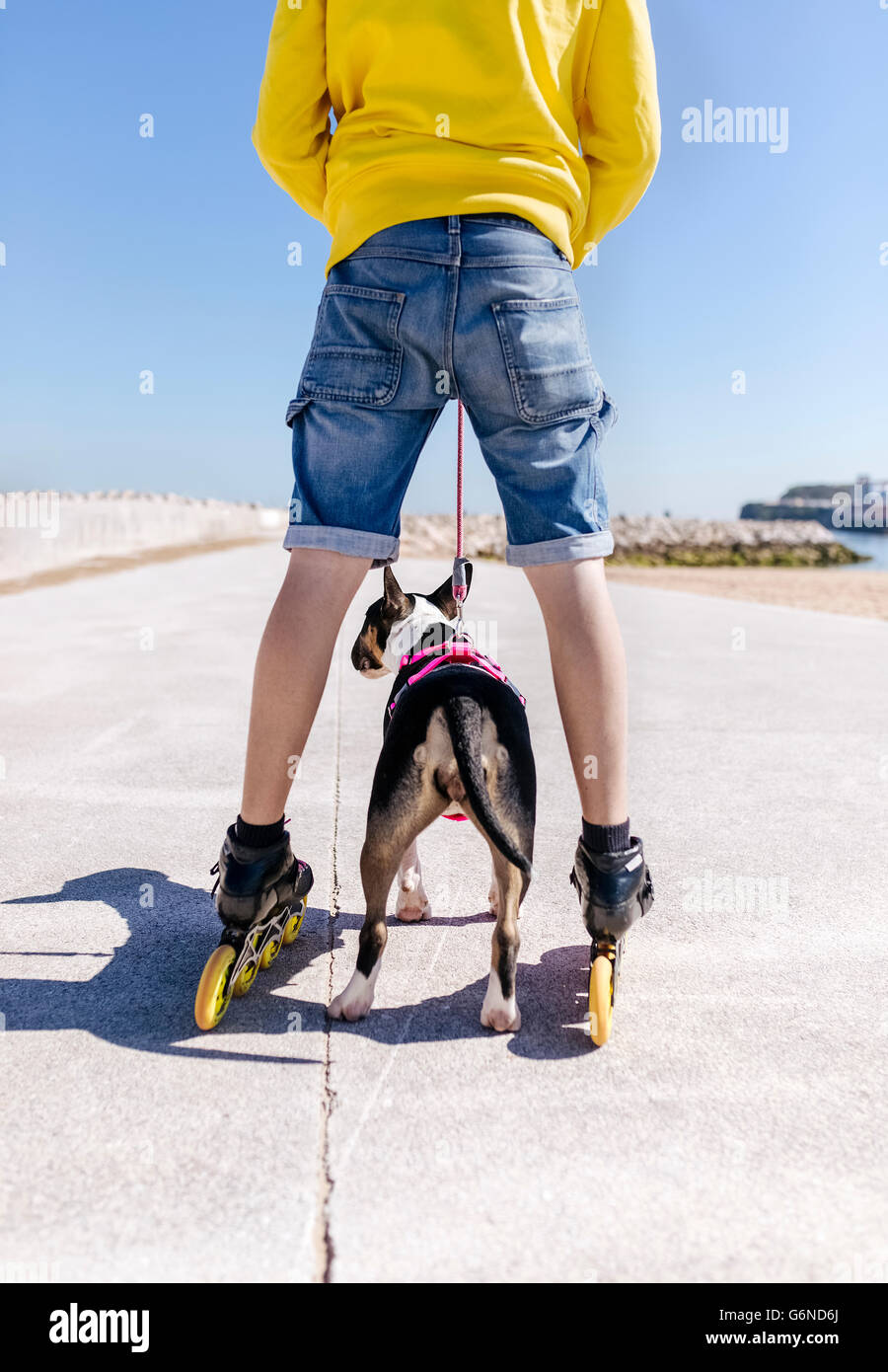 Bull dog back view hi-res stock photography and images - Alamy