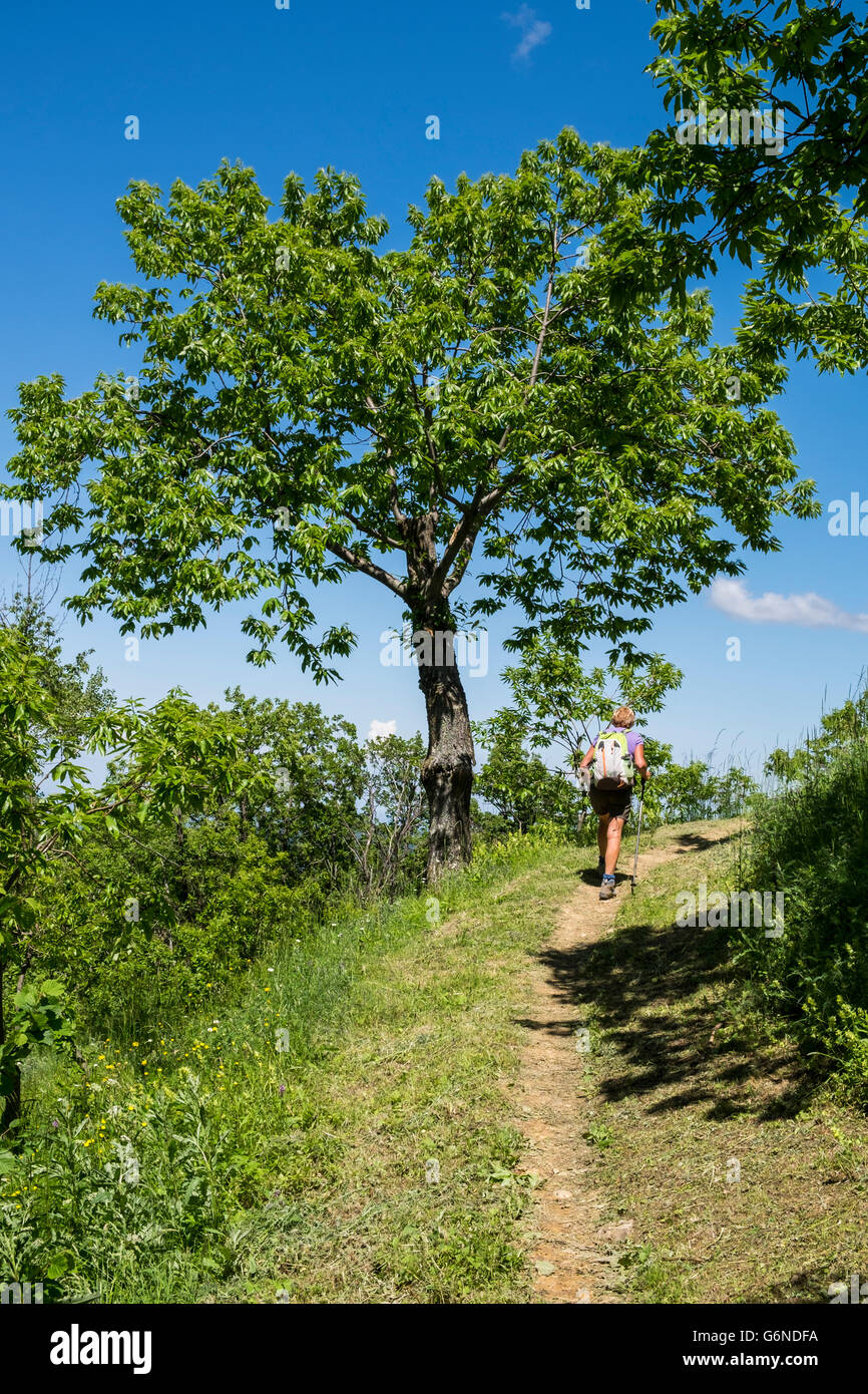 Woman walker with backpack and stick walking past a chestnut tree on ...