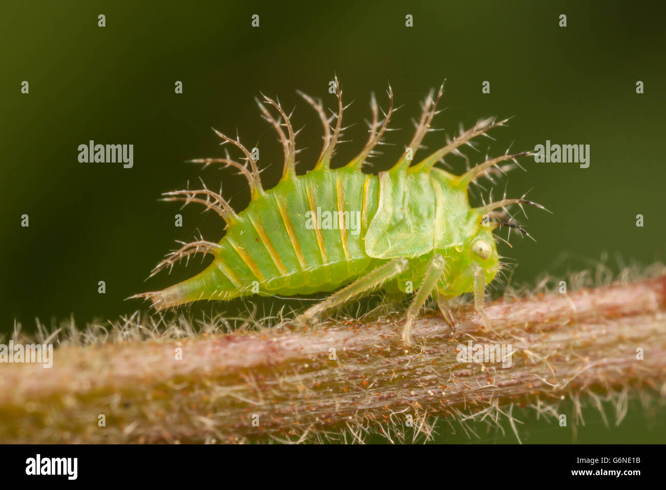 Buffalo Treehopper Stictocephala Bisonia High Resolution Stock ...
