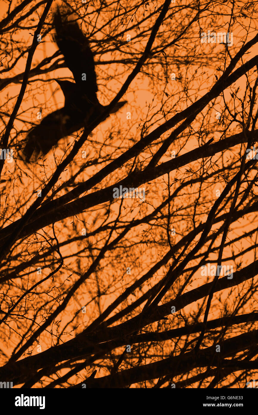 Silhouette of flying crow hi-res stock photography and images - Alamy