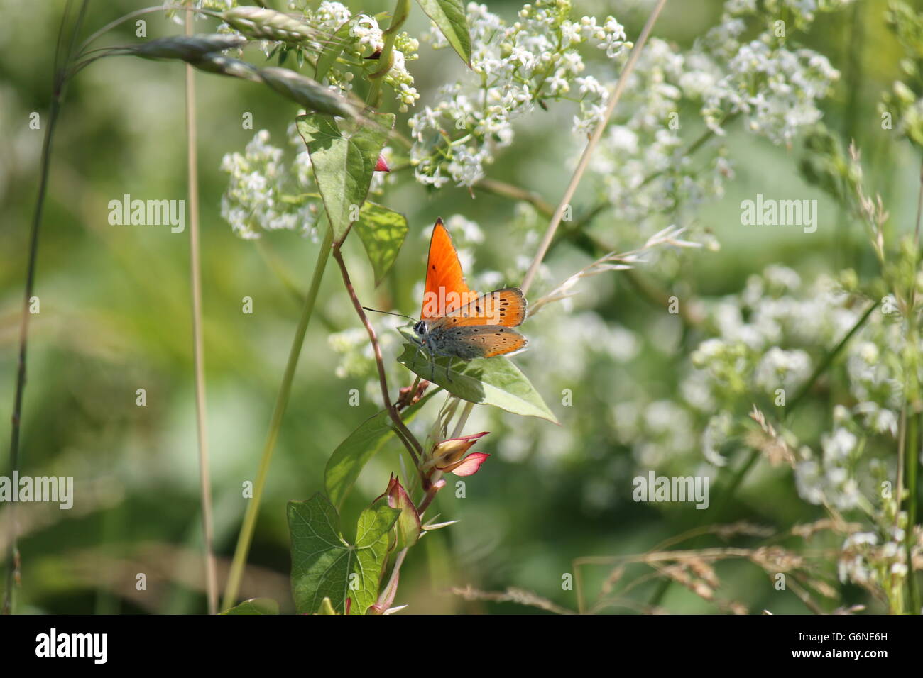 Large copper lycaena dispar butterfly hi-res stock photography and ...
