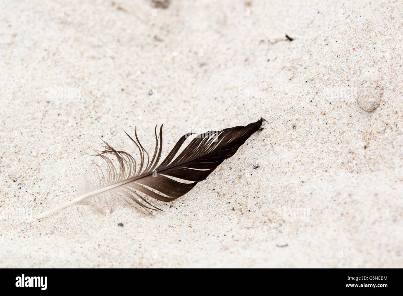 Feather of crow on sand Stock Photo - Alamy