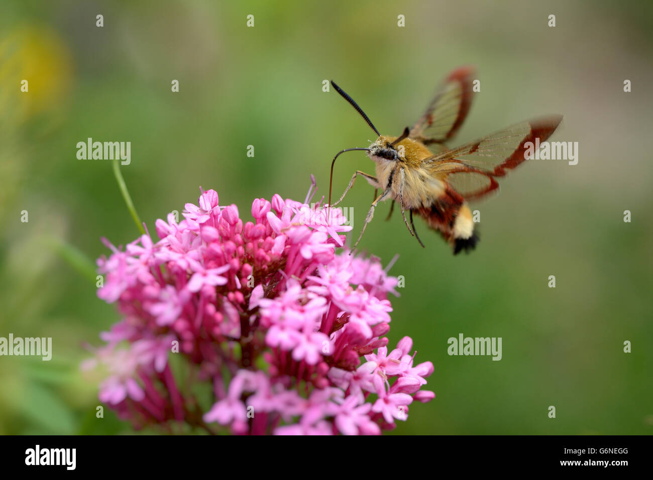 Broad-bordered Bee Hawk-moth, Hemaris fuciformis Stock Photo - Alamy
