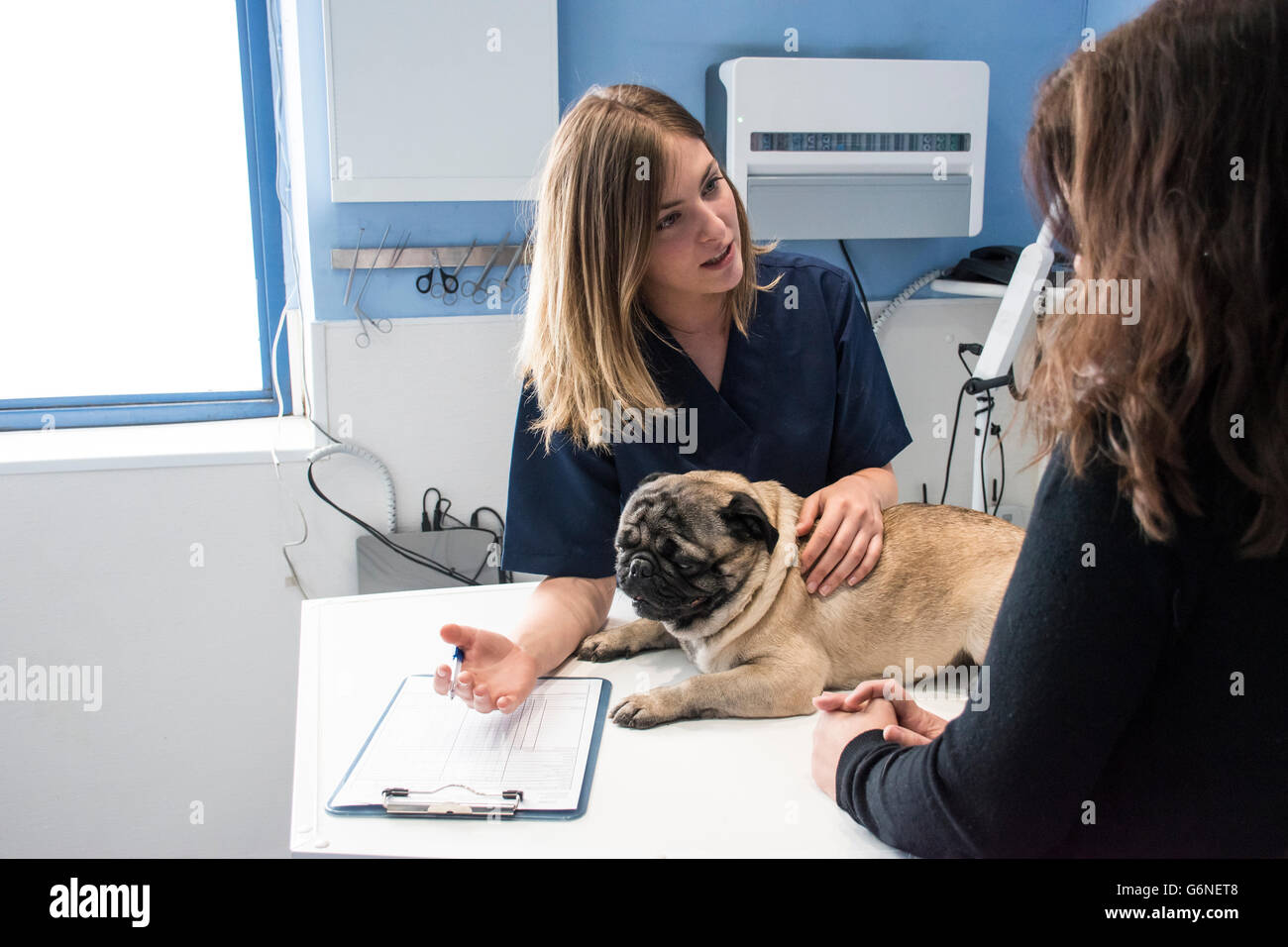 Veterinarian talking with owner of a dog in a veterinary clinic Stock ...