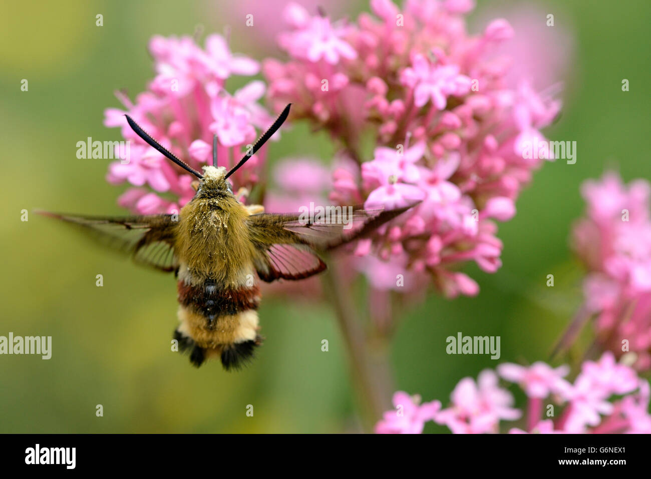 Broad-bordered Bee Hawk-moth, Hemaris fuciformis Stock Photo - Alamy