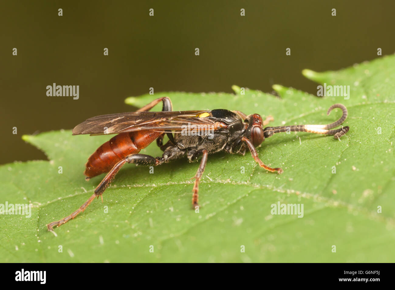 Ichneumonidae Wasps High Resolution Stock Photography and Images - Alamy