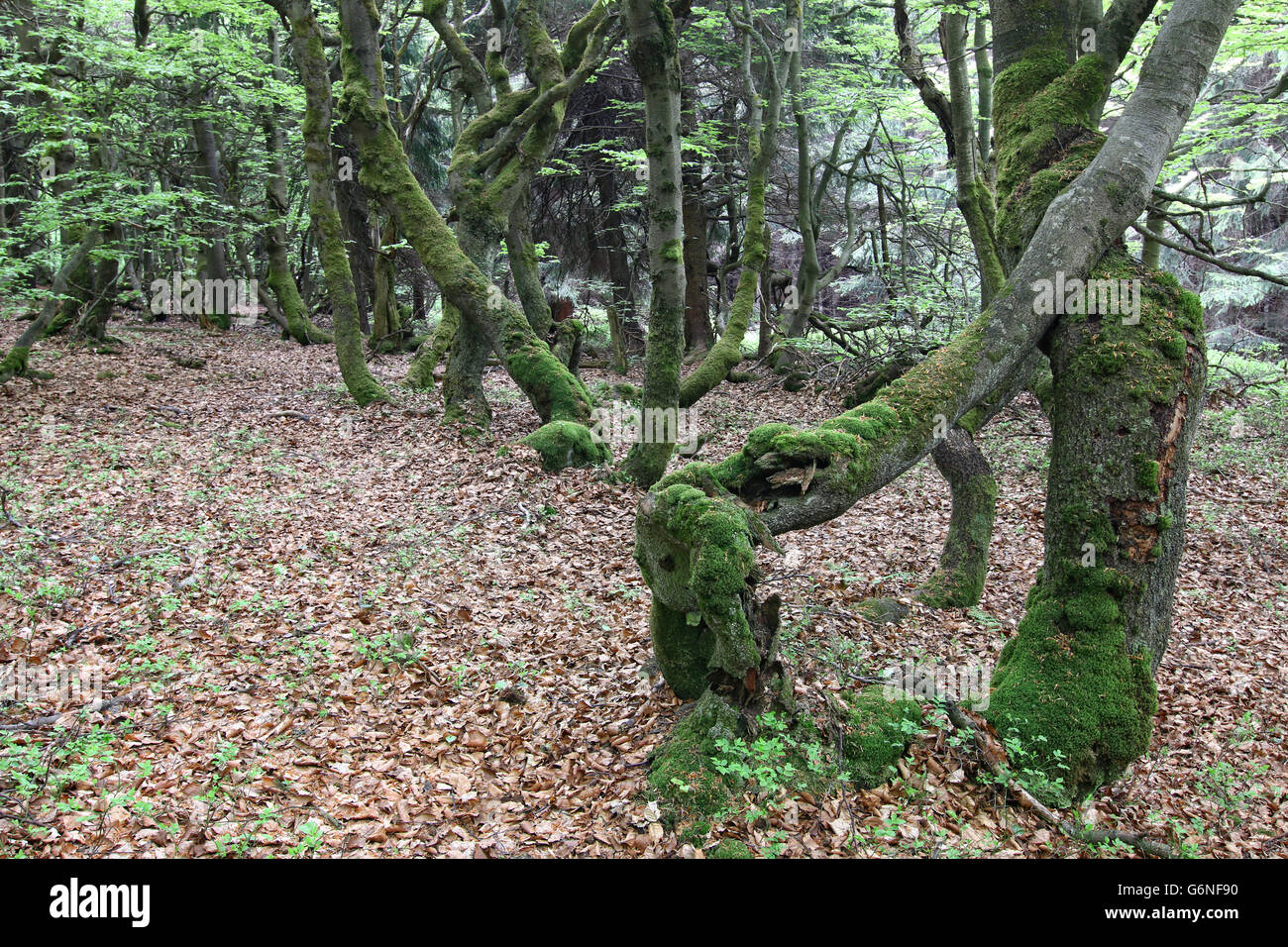 Bent Old Trees Stock Photos & Bent Old Trees Stock Images - Alamy