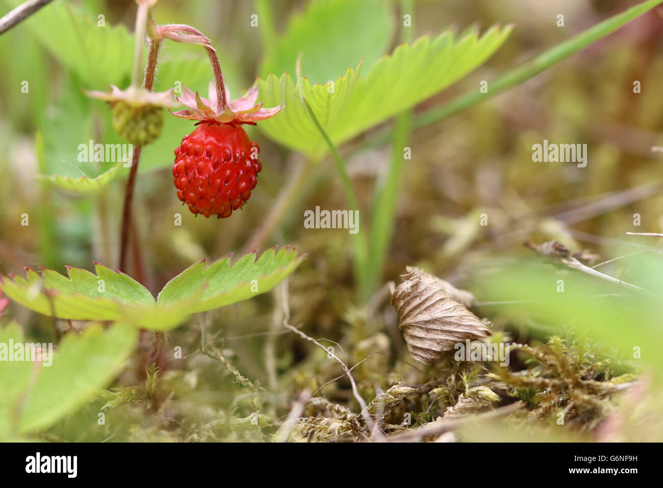 The forest strawberry hi-res stock photography and images - Alamy