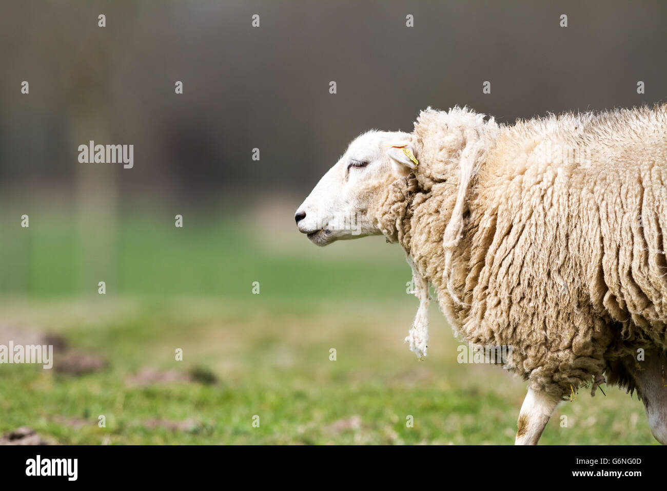 on the field is there an sheep stay around and eat the grass Stock ...
