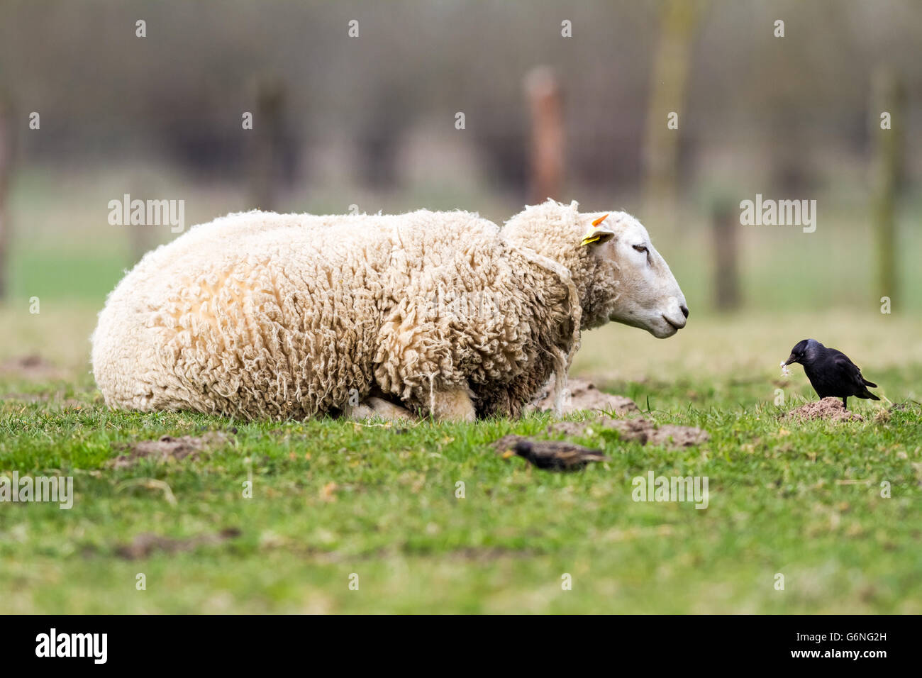 on the field is there an sheep stay around and eat the grass Stock ...