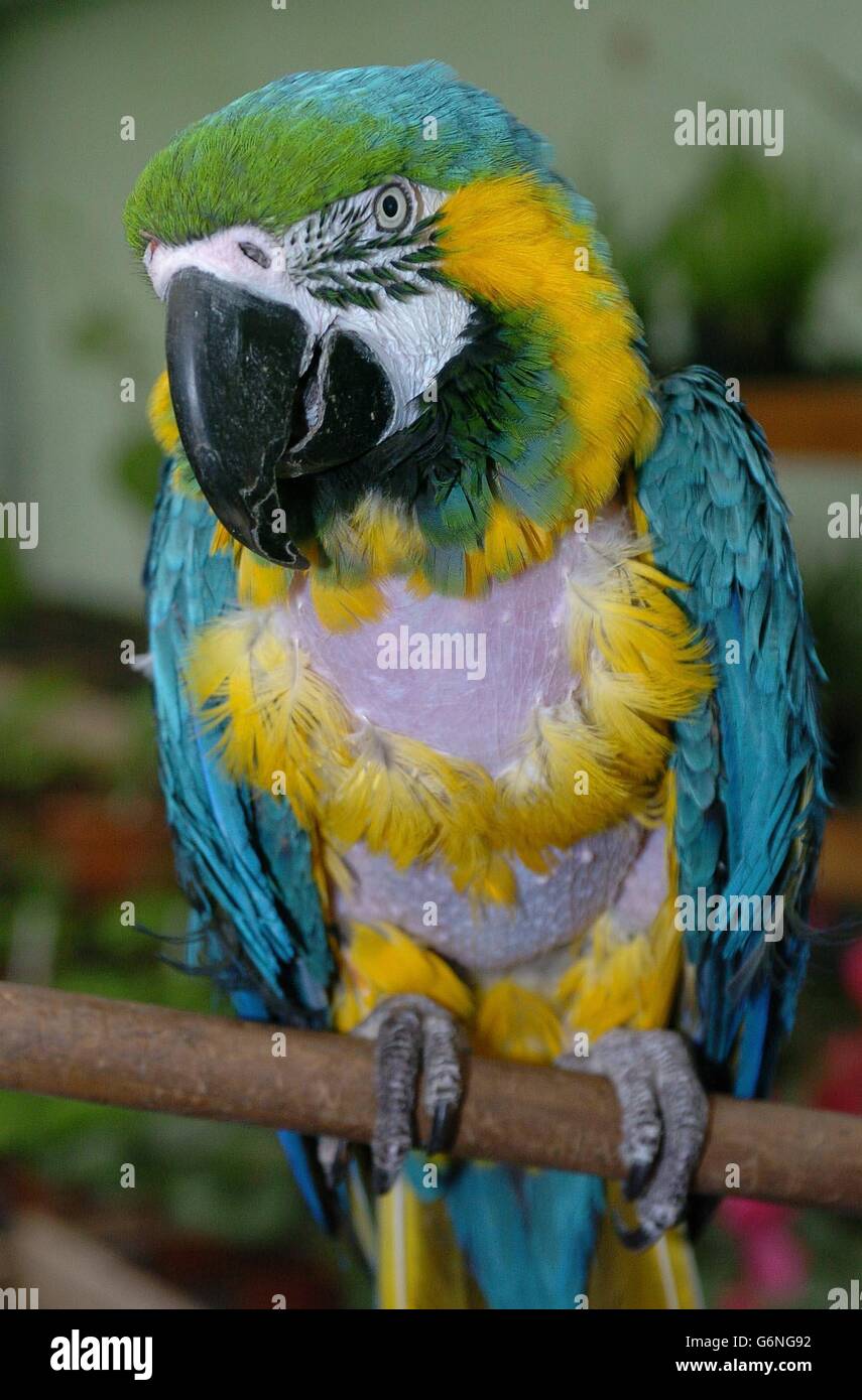 Charlie the 104-year-old Macaw parrot at his home at the Heathfield ...