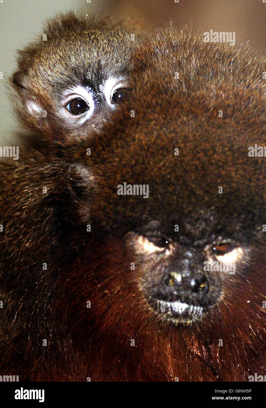 Unveiling its newest baby monkey hi-res stock photography and images ...