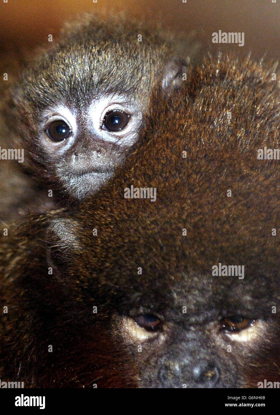 Unveiling its newest baby monkey hi-res stock photography and images ...