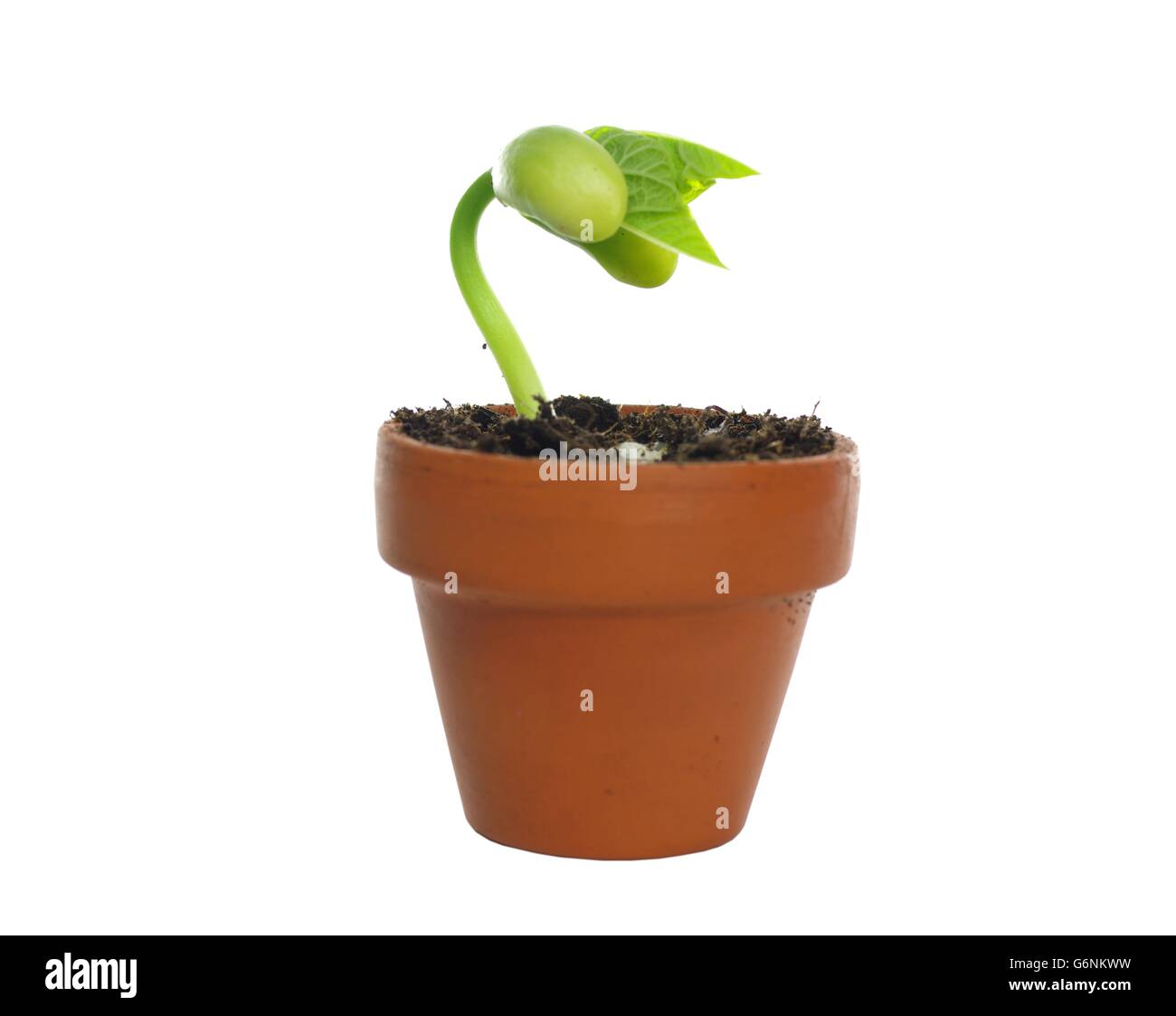 Bean seed on soil hi-res stock photography and images - Alamy