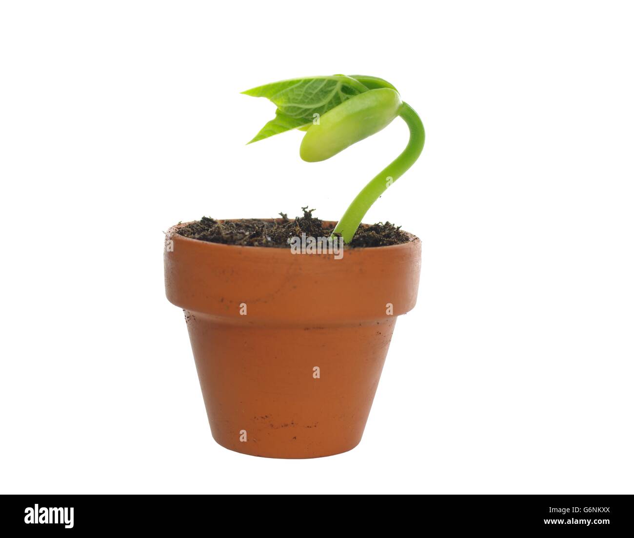 Germinating bean seed hi-res stock photography and images - Alamy