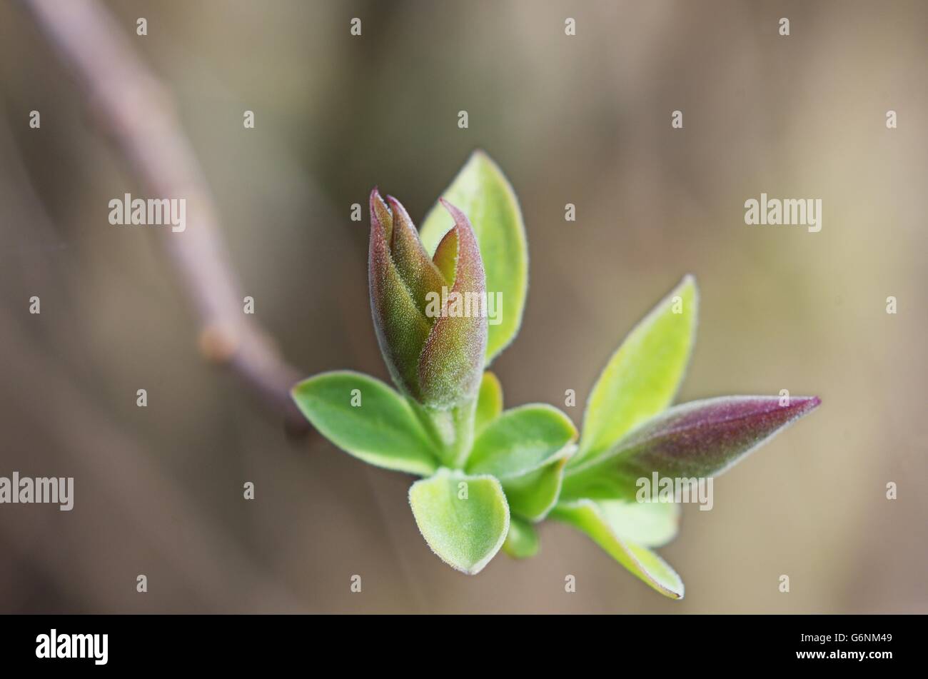 young leaf on forest background Stock Photo - Alamy