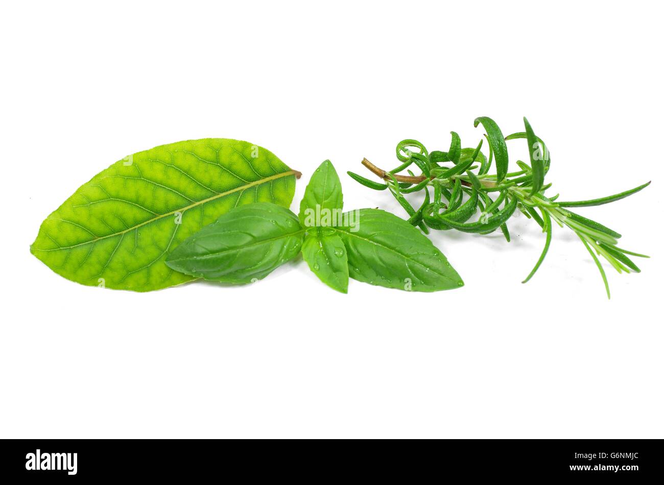 herb basil rosemary and laurel on white background Stock Photo - Alamy