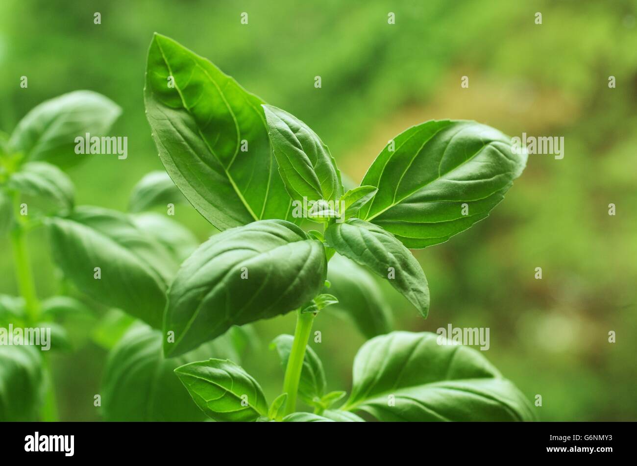 Fresh basil close up hi-res stock photography and images - Alamy