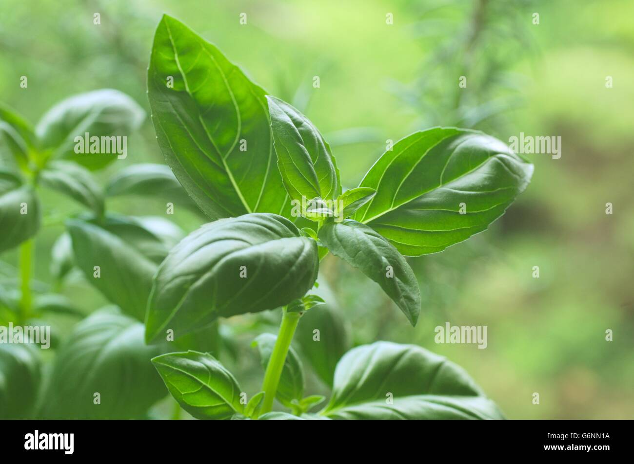 Fresh basil close up hi-res stock photography and images - Alamy
