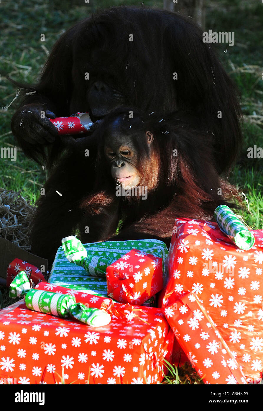 Orangutan Maliku and daughter Molly with Christmas presents at Twycross ...