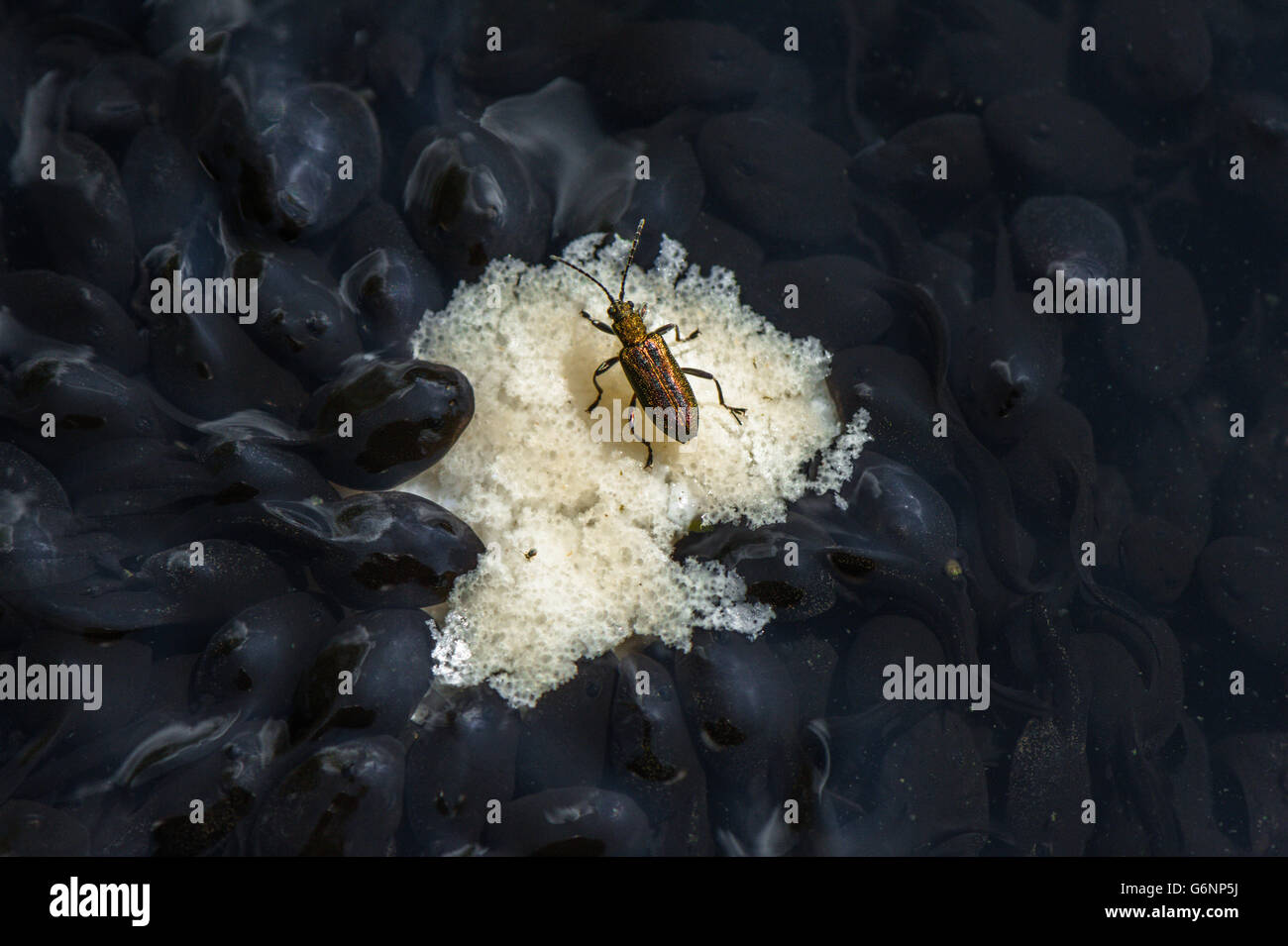 Frog Tadpoles eating a small island of bread with insect Stock Photo ...