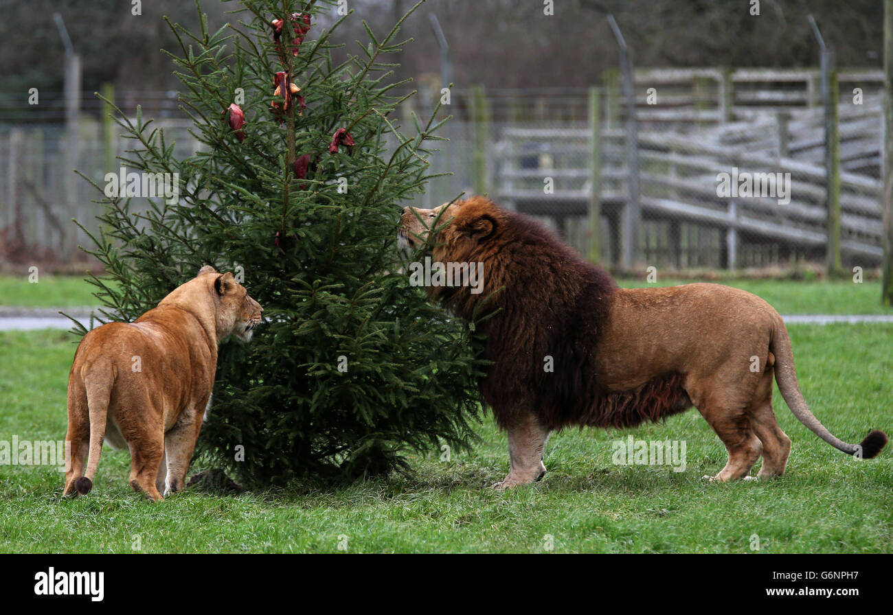 African tree lions hi-res stock photography and images - Alamy