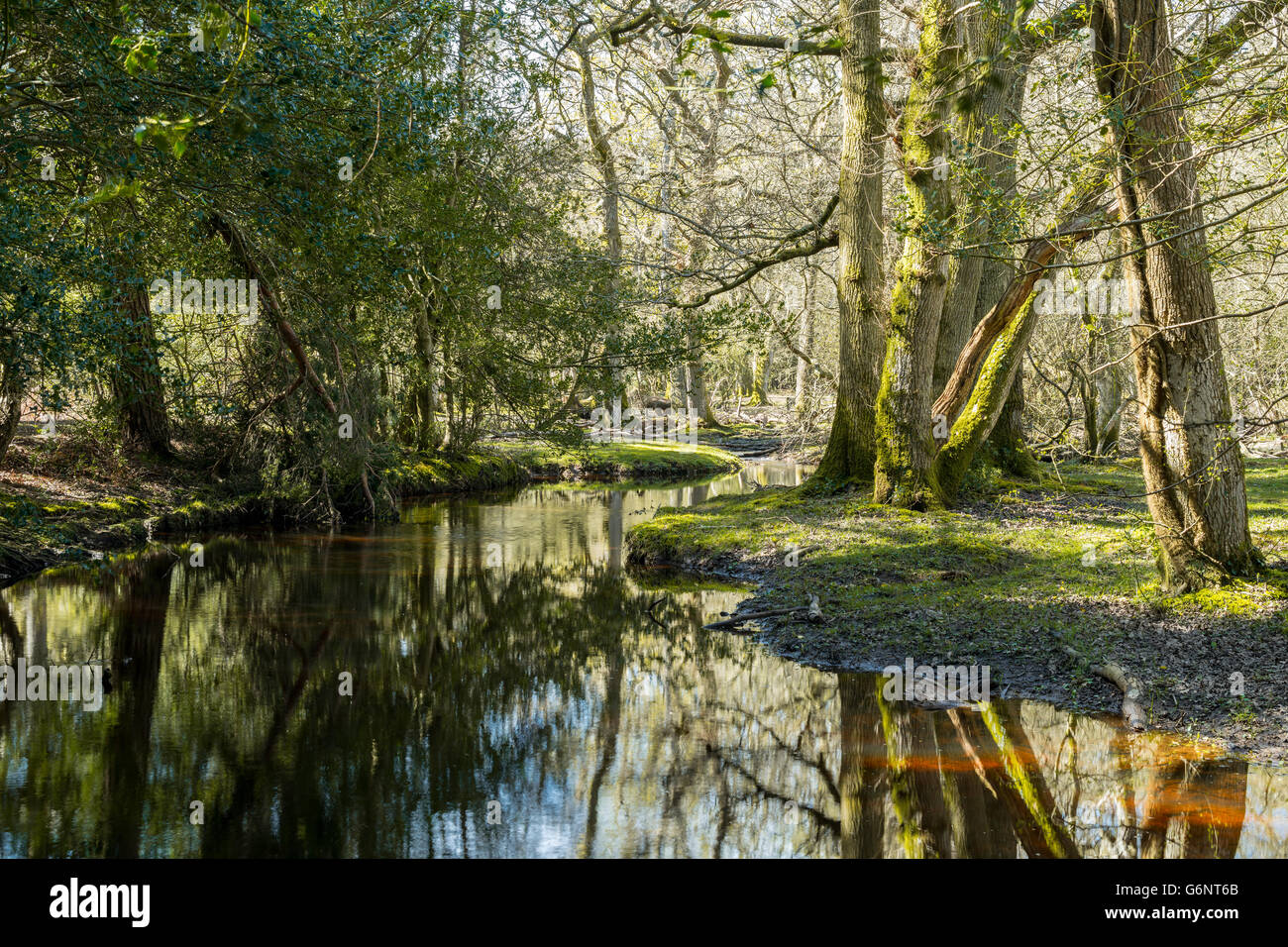 Forest and River Stock Photo - Alamy
