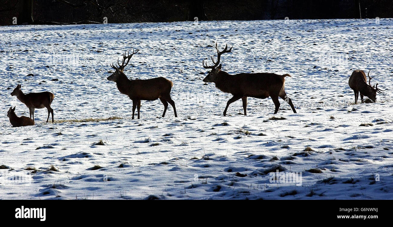 Deer forage for food through the snow at Studley Royal near Ripon ...