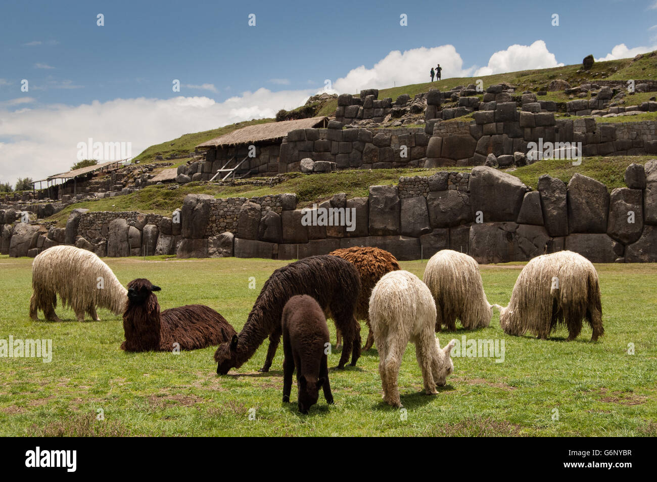 Lamas peru hi-res stock photography and images - Alamy