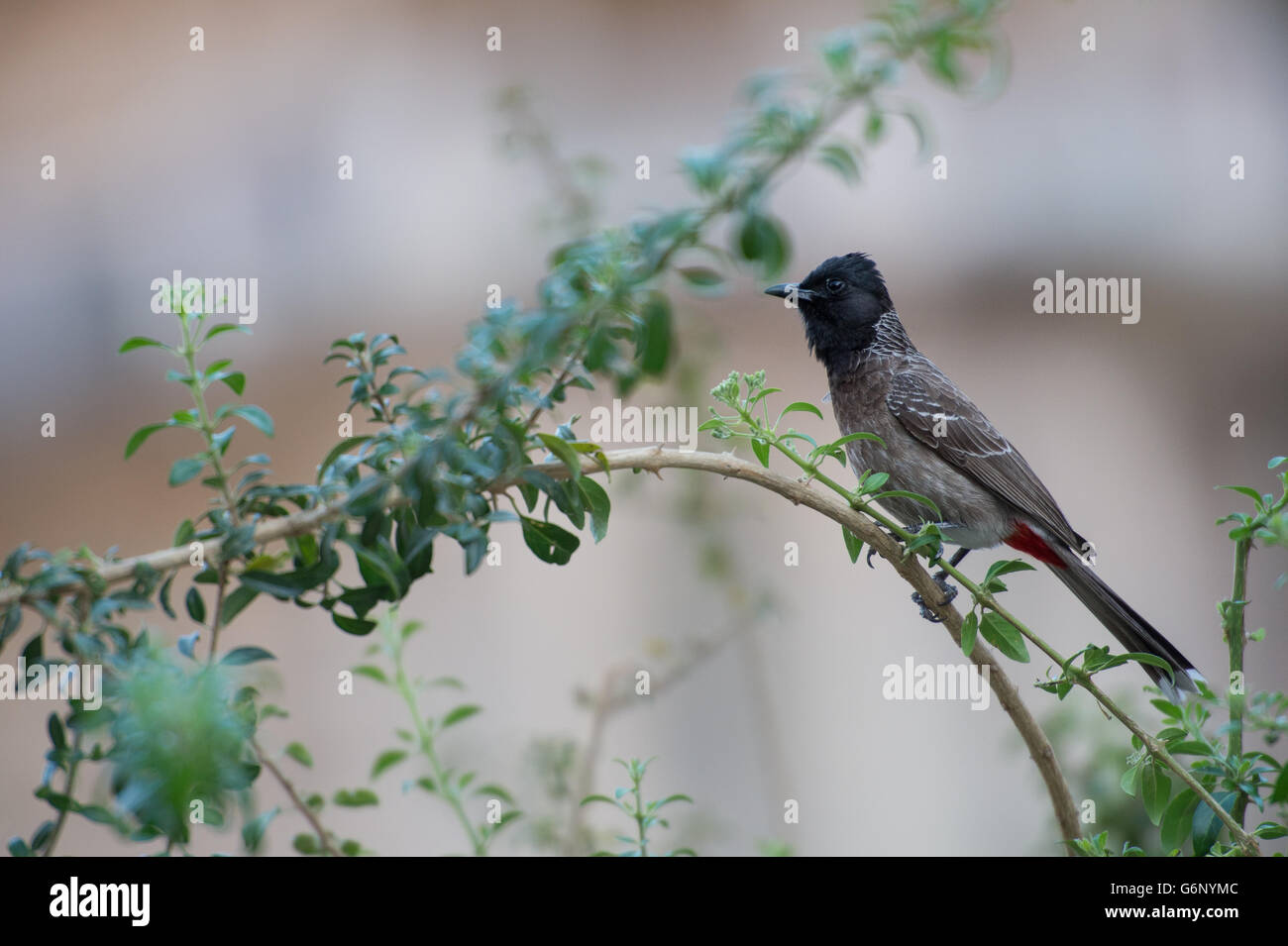 Red-vented Babul, Pycnonotus cafer, Pycnonotidae, Jaipur, India, Asia ...