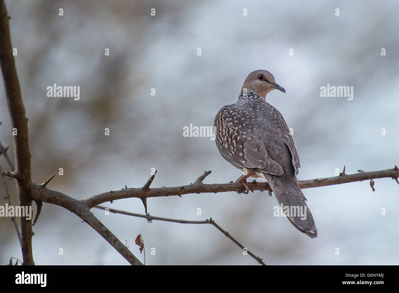 Columbidae hi-res stock photography and images - Alamy